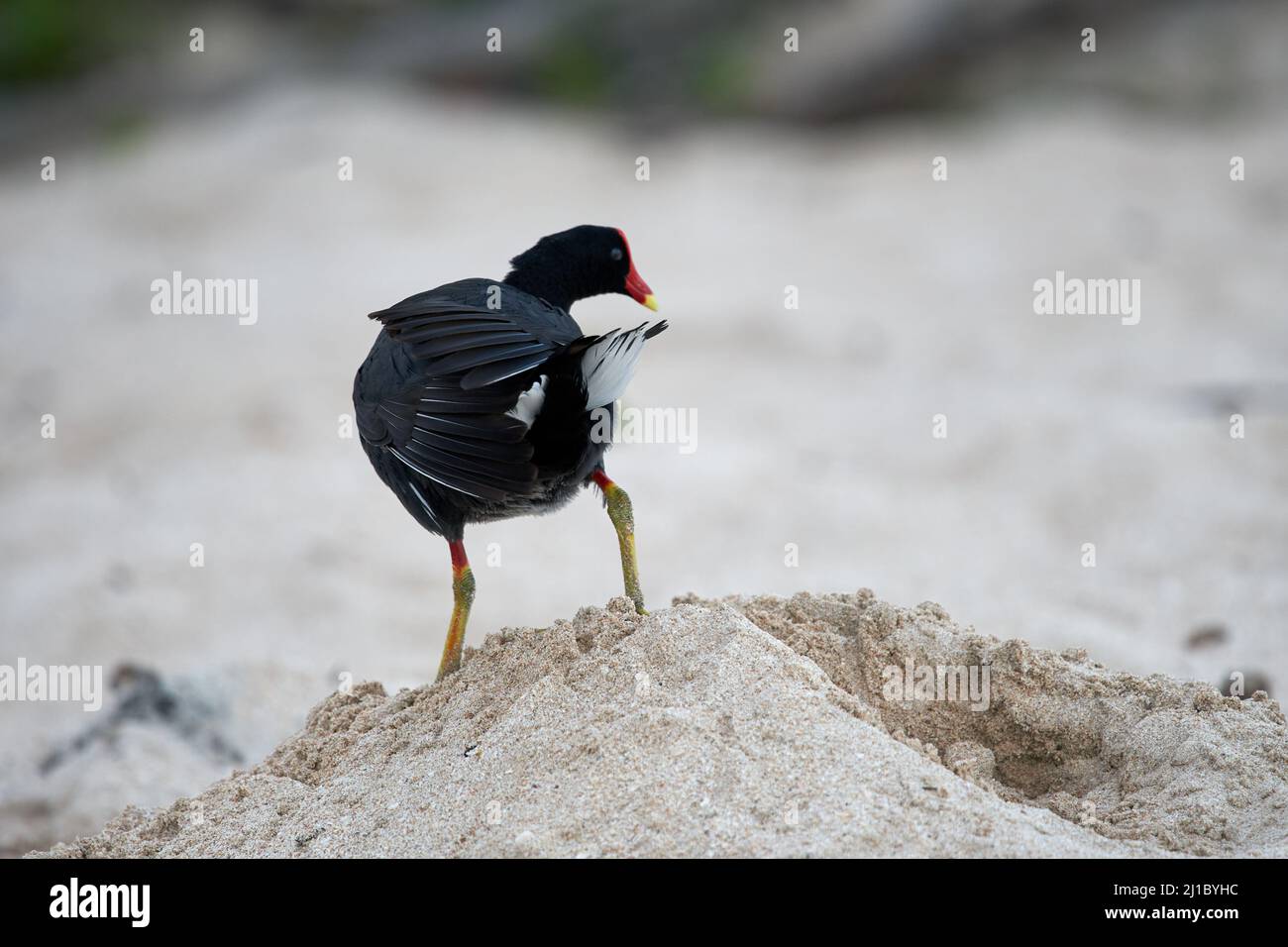 Common moorhen bird species hi-res stock photography and images - Alamy