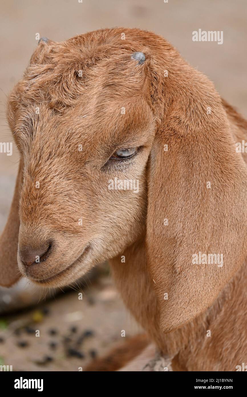closeup the beautiful small brown goat kids looking front and enjoy he ...