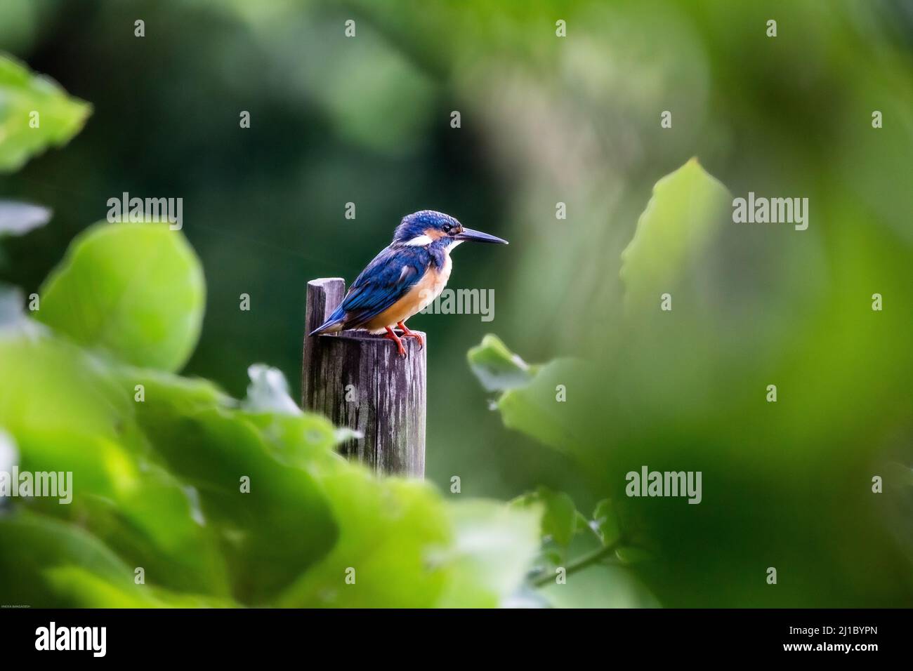 a photo of bird sitting on a bench Stock Photo - Alamy