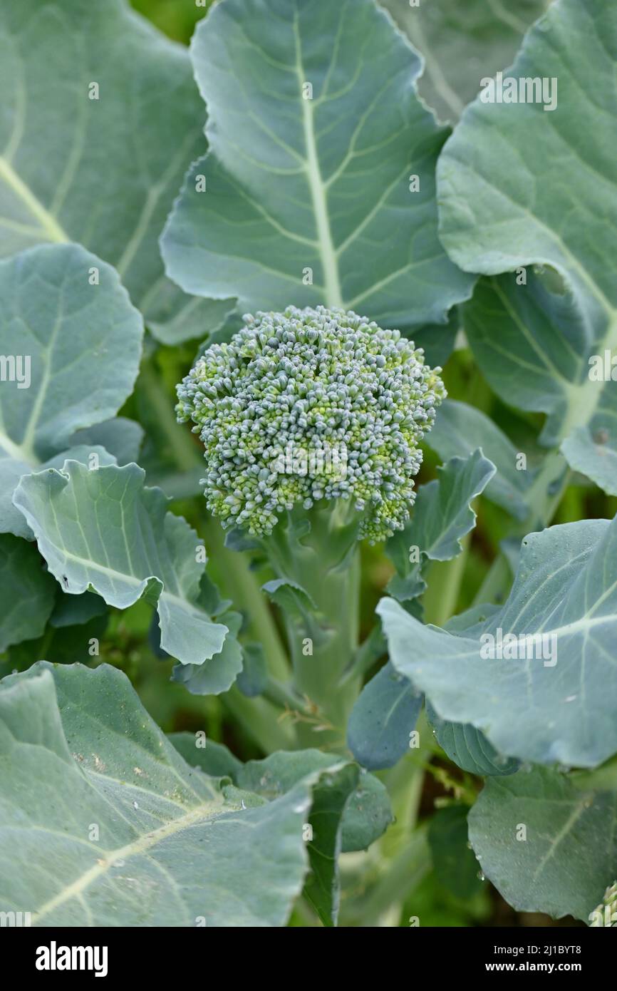 closeup the ripe green broccoli flower plant growing with leaves in the ...