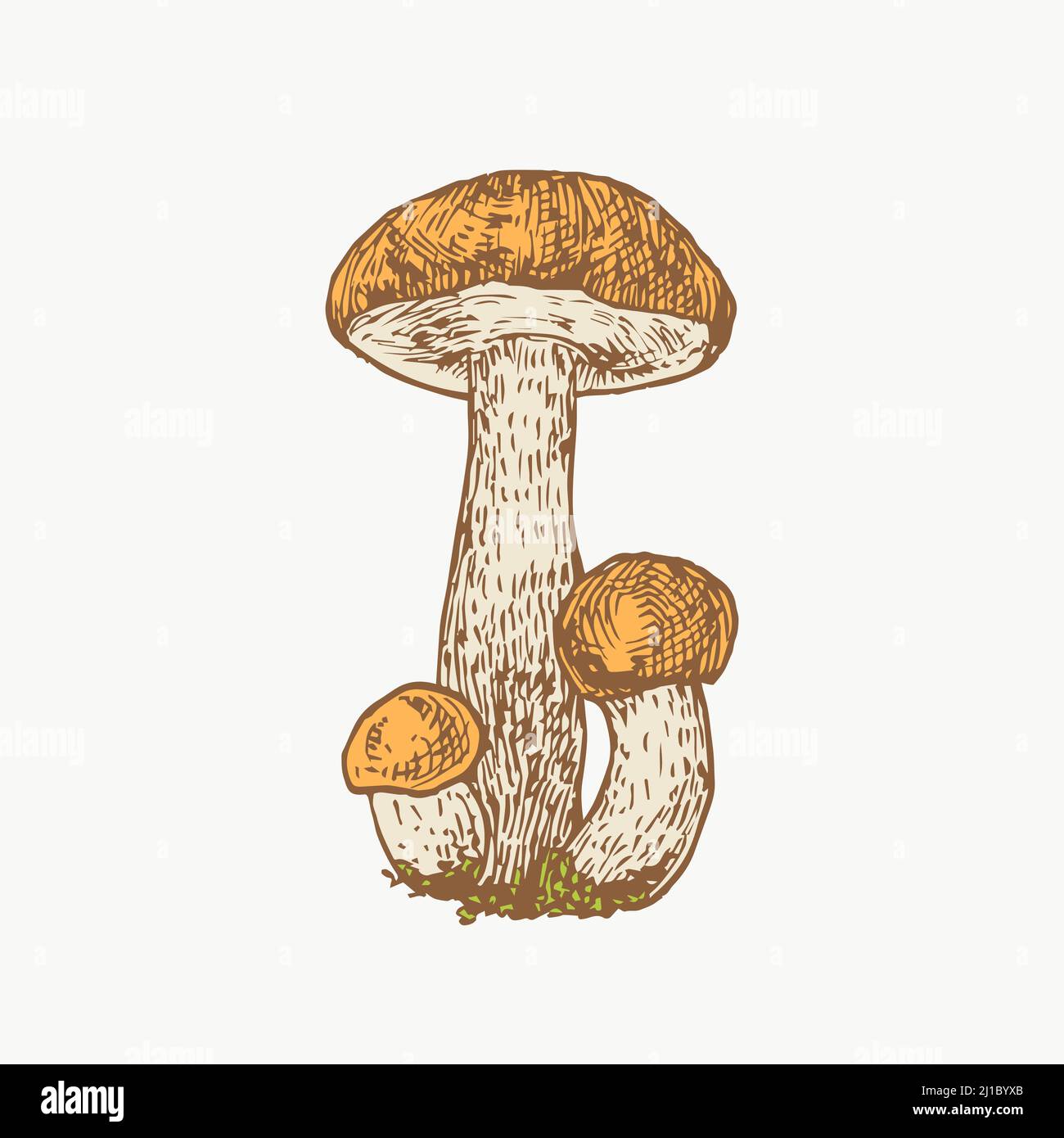 Hand Drawn Orange Cap Boletus Mushrooms Abstract Color Illustration ...
