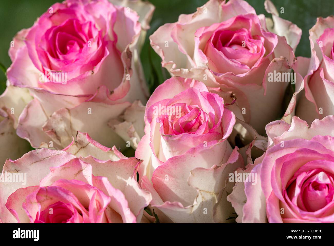 A bunch of pink and white roses in bloom in a natural garden setting ...