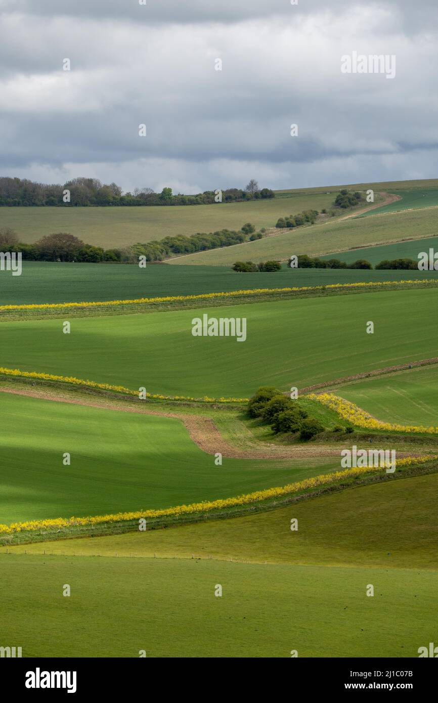 The green fields of England during summertime with yellow boundary ...