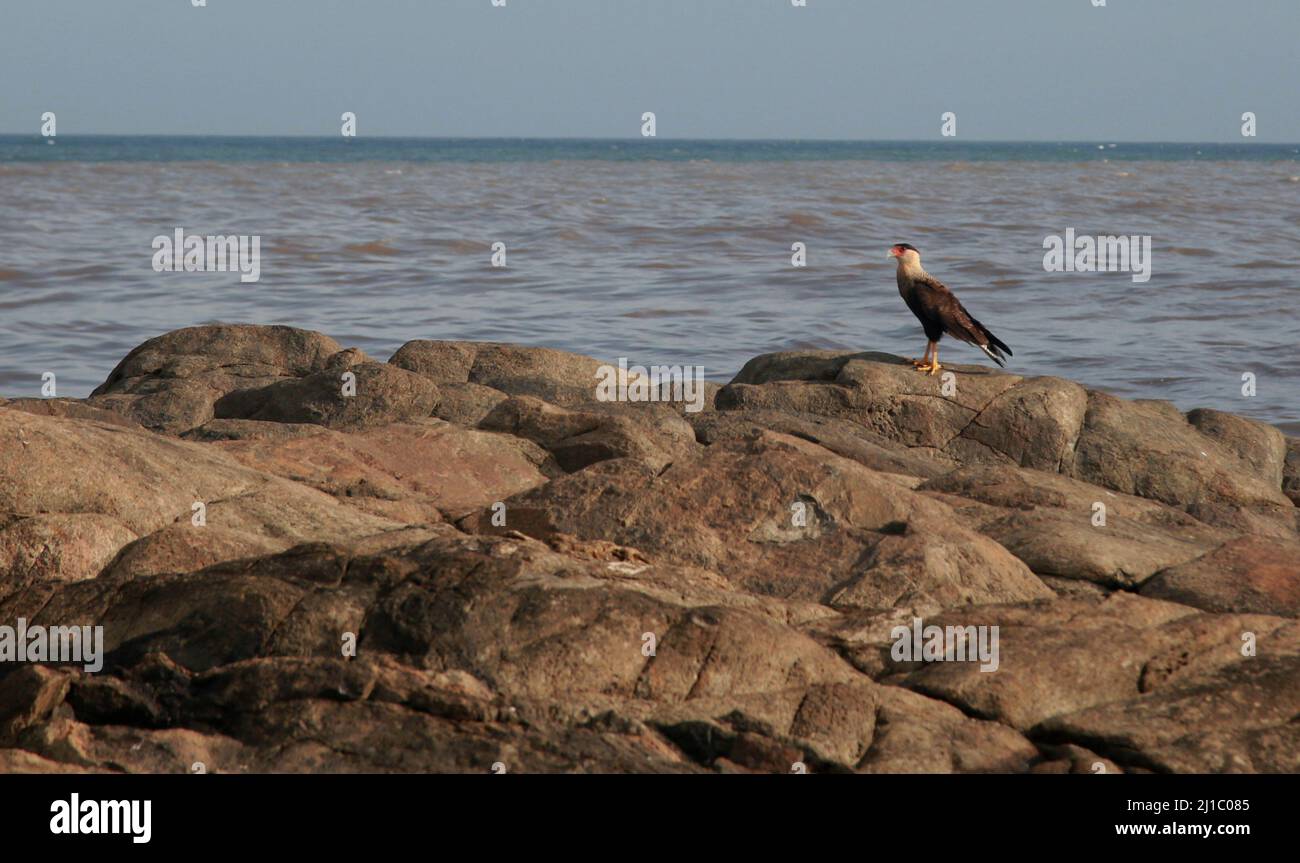 Carcara bird in salvador hi-res stock photography and images - Alamy