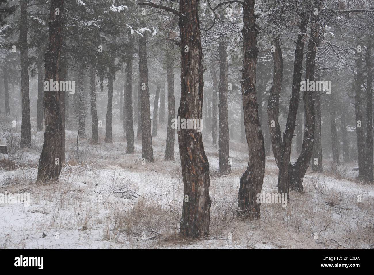 A winter scene of snow falling in a forest Stock Photo - Alamy
