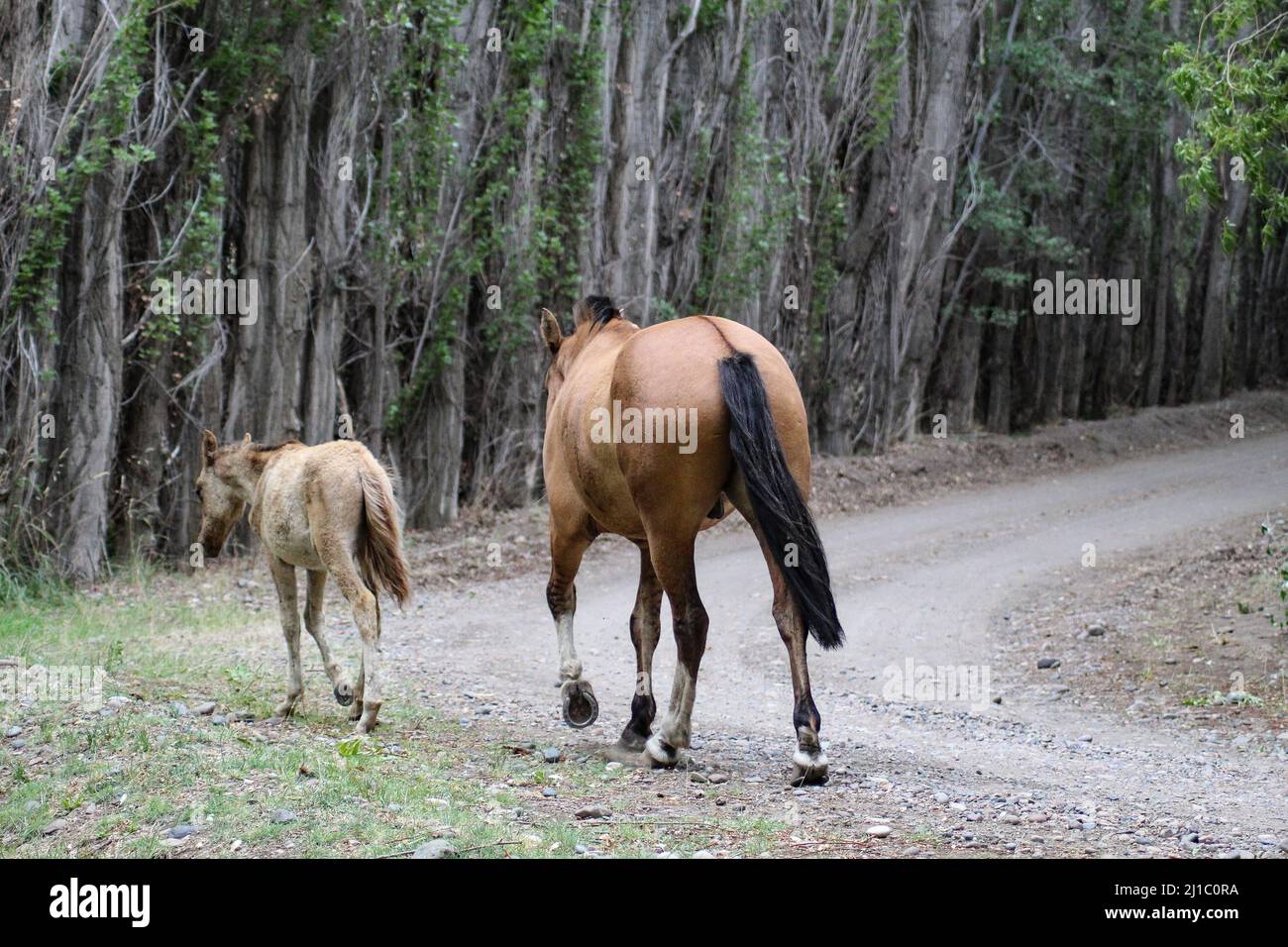 A back view of two horses walking on a road Stock Photo - Alamy
