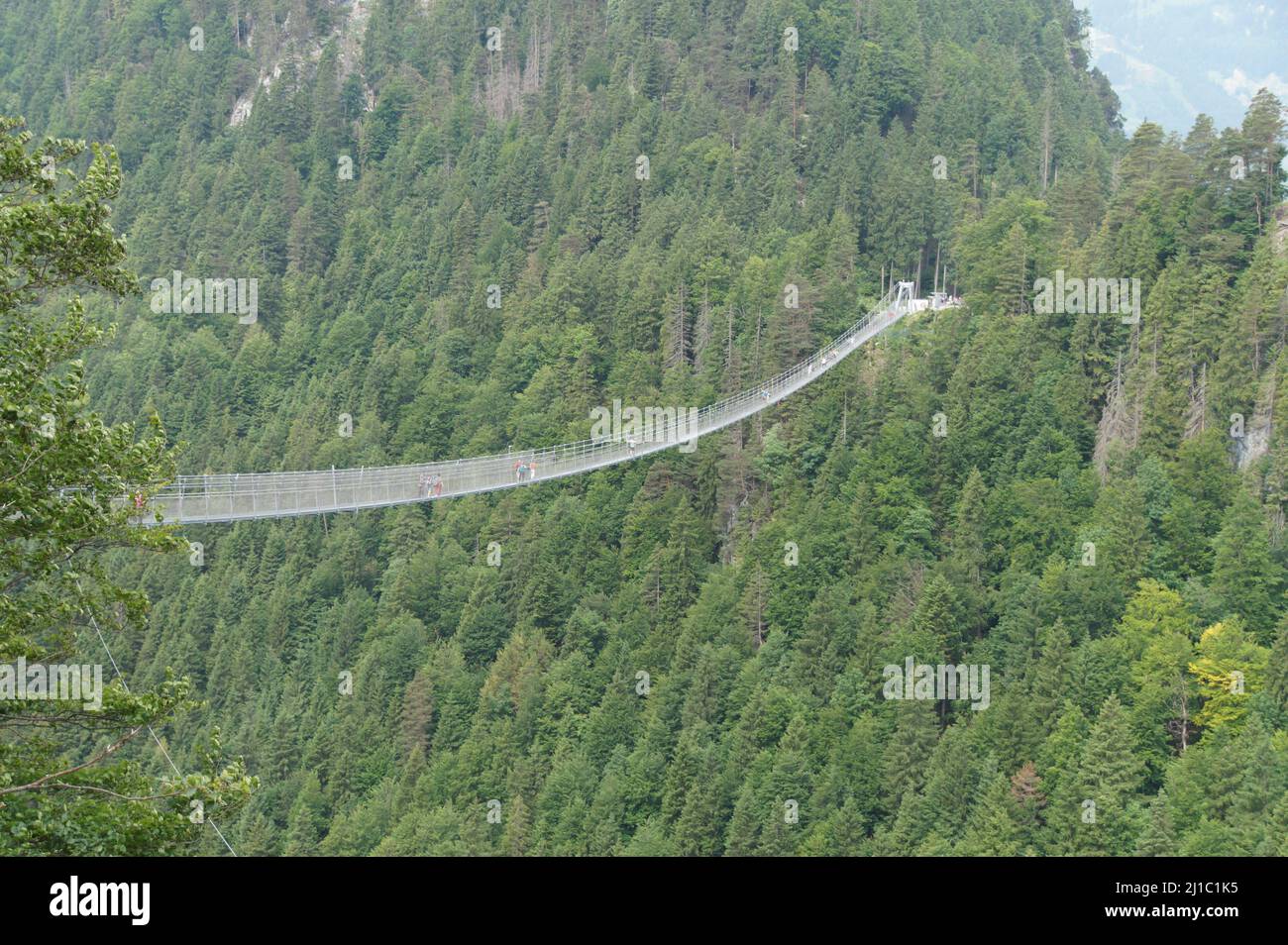 A scenic view of a long pedestrian suspension bridge through the forest ...