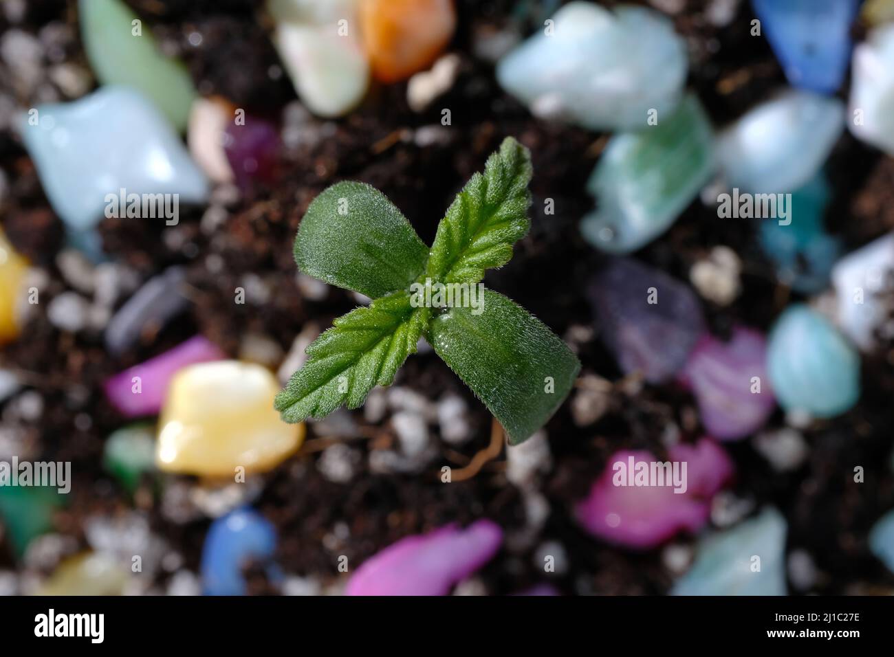 Hemp sprout grows in the soil. Fertilizer concept. Colorful layout ...