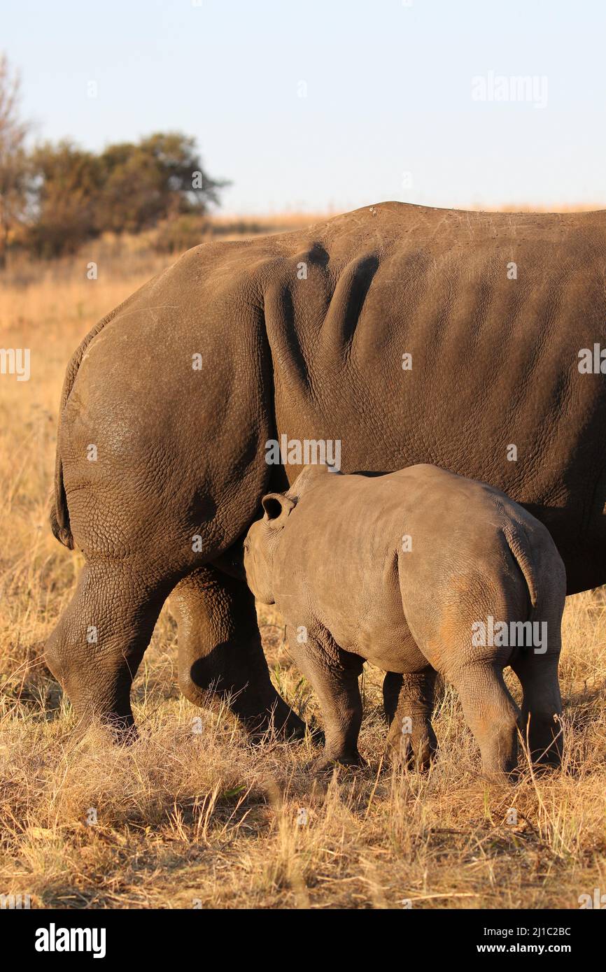Baby rhino suckling hi-res stock photography and images - Alamy
