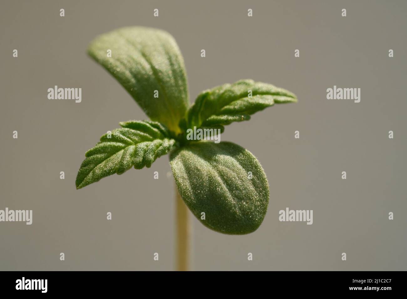 Cannabis sprout close up. Fresh young marijuana seedling. Growing plant ...