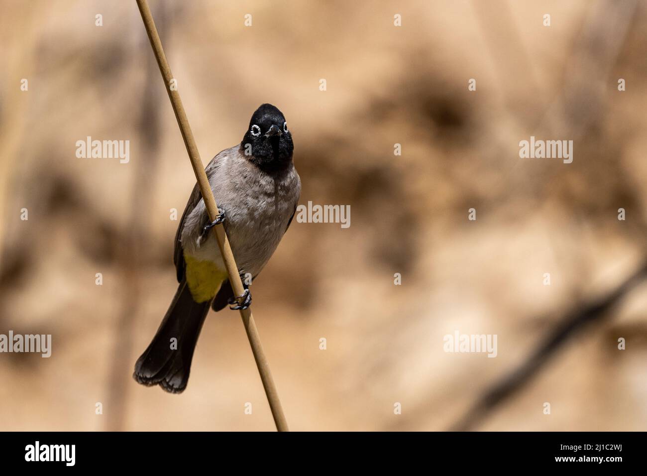 White-spectacled bulbul (Pycnonotus xanthopygos), Jordan Stock Photo ...