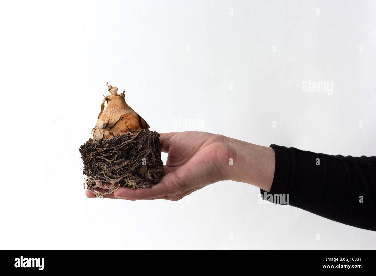 Woman hand holding dry dormant bulb of Amaryllis or hippeastrum to ...