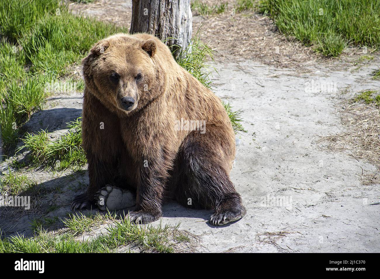 A grizzly bear in Alaska Wildlife Conservation Center Stock Photo - Alamy