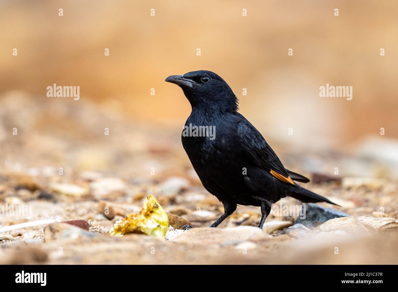 Tristram's starling (Onychognathus tristramii), Jordan Stock Photo - Alamy
