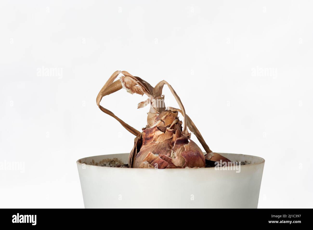 Dry dormant bulb of Amaryllis or hippeastrum in pot after winter rest ...