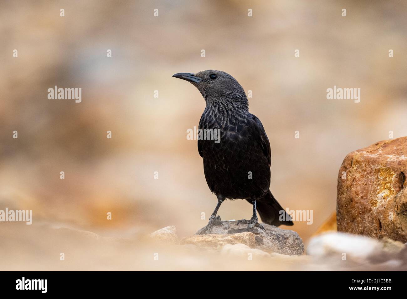 Tristram's starling (Onychognathus tristramii), Jordan Stock Photo - Alamy