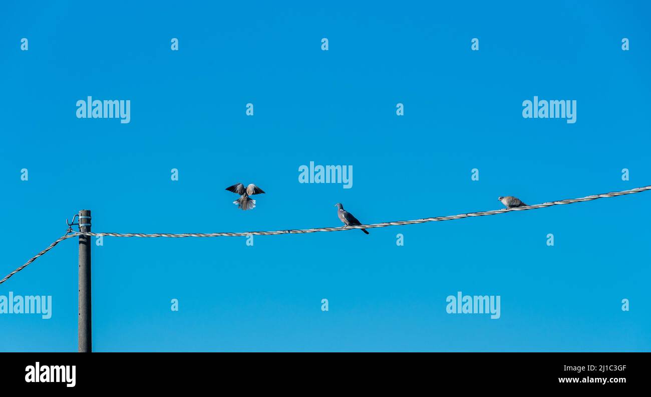 Two pet pigeons sitting on the electric wire with a flying pigeon on ...