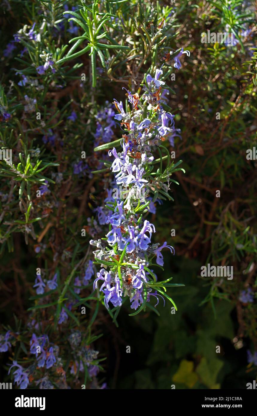 Spring flowering in Sardinian garden Stock Photo - Alamy