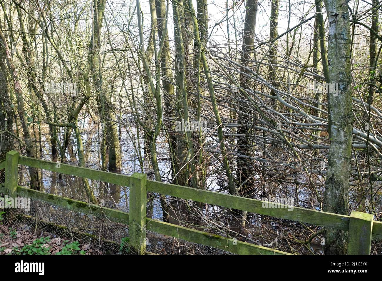 trees underwater after flooding Stock Photo - Alamy