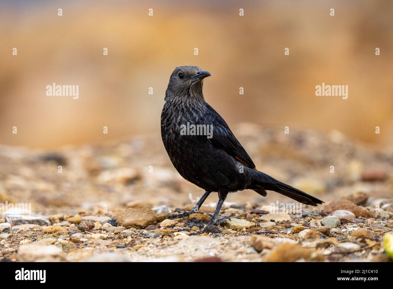 Tristram's starling (Onychognathus tristramii), Jordan Stock Photo - Alamy