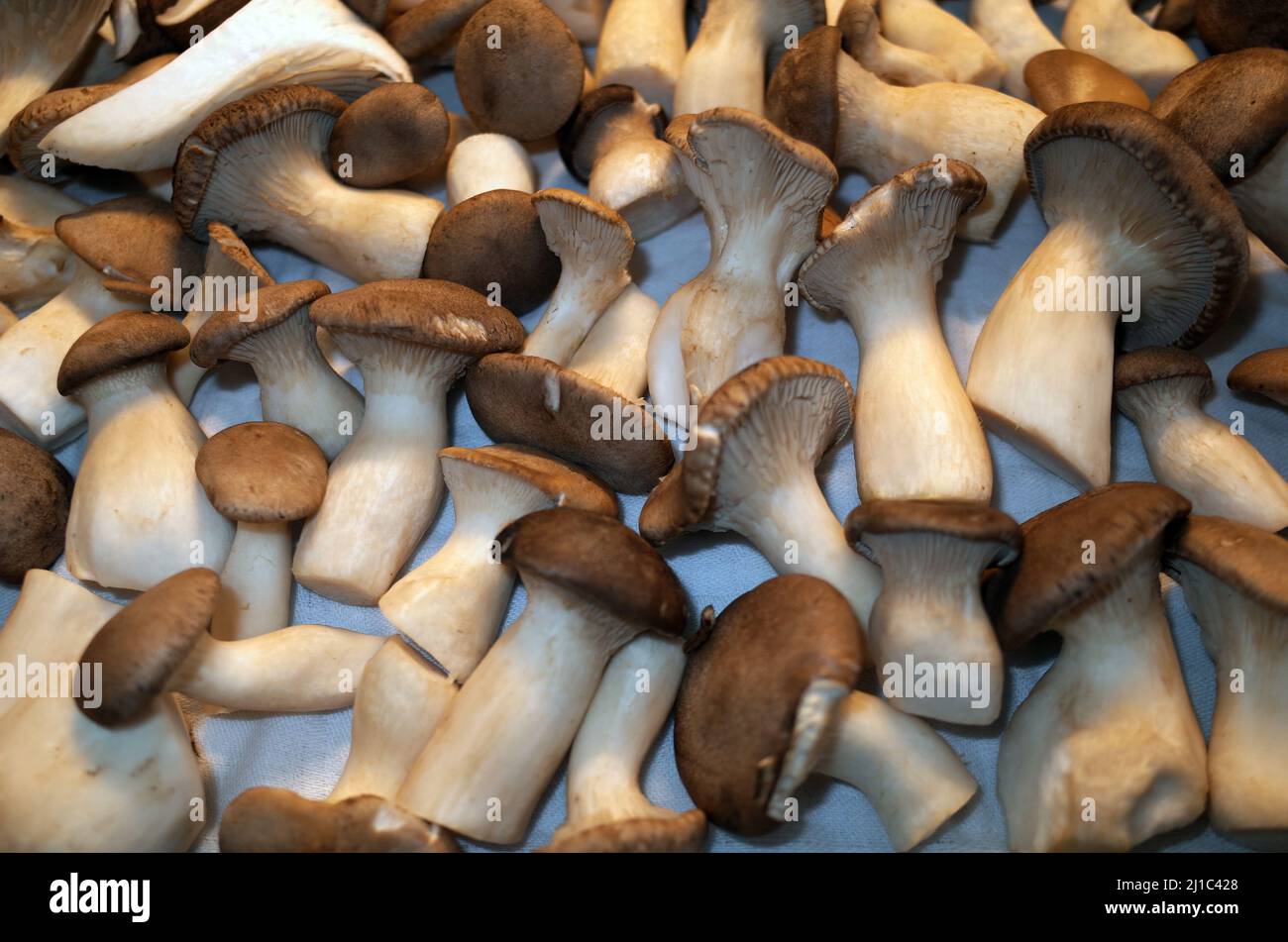 Close-up Royal Trumpet (Pleurotus Eryngii) mushroom Stock Photo - Alamy
