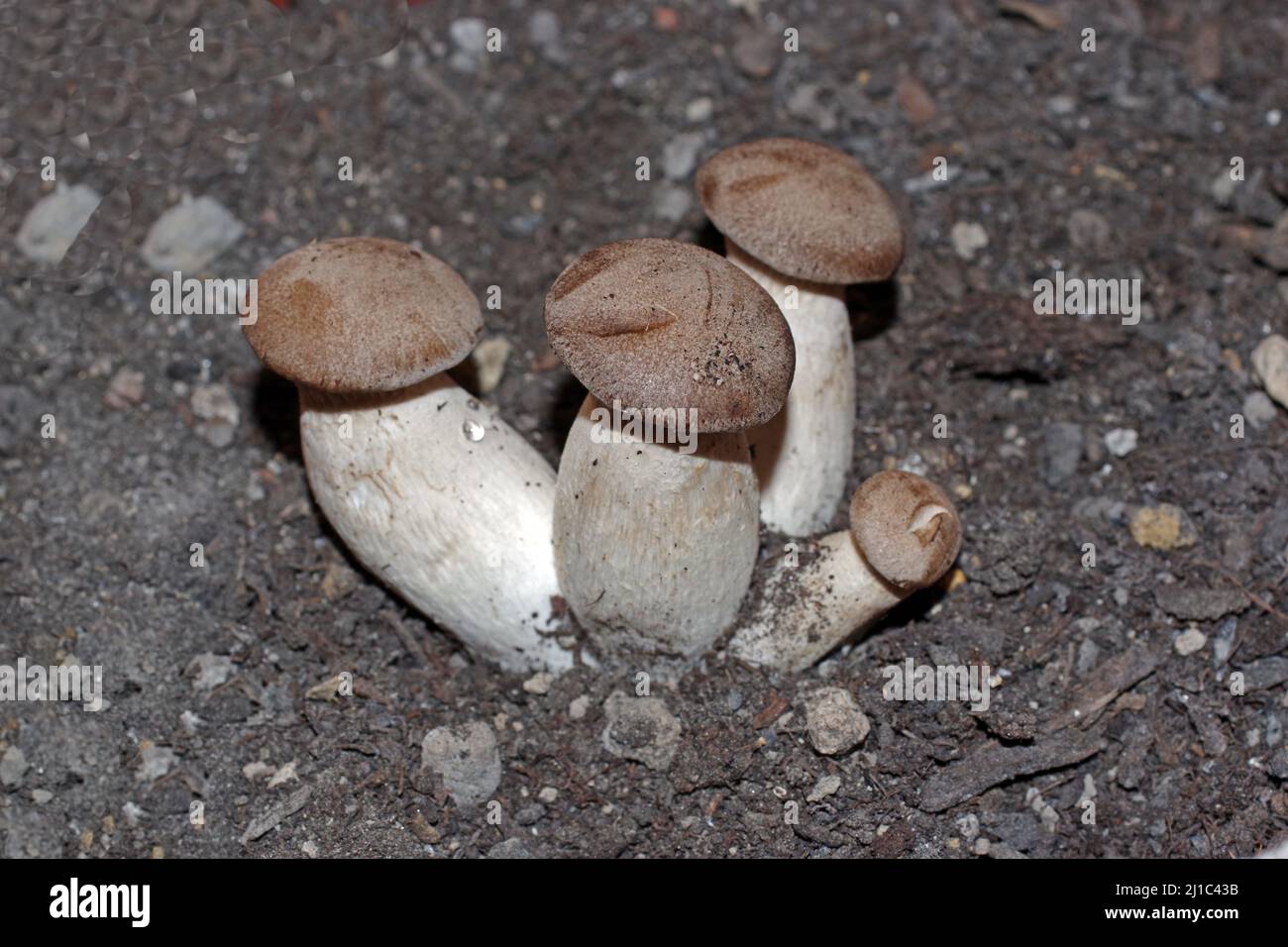 Close-up Royal Trumpet (Pleurotus Eryngii) mushroom Stock Photo - Alamy