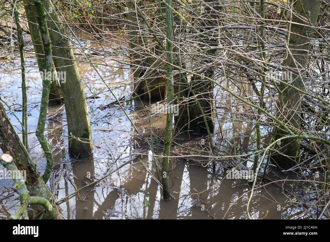 trees underwater after flooding Stock Photo - Alamy