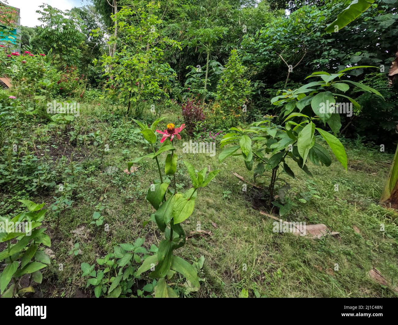 A zinnia flower blooming in the middle of a garden in a rural area ...