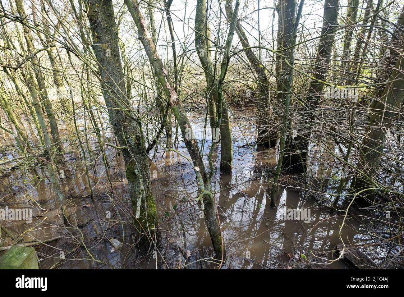 trees underwater after flooding Stock Photo - Alamy