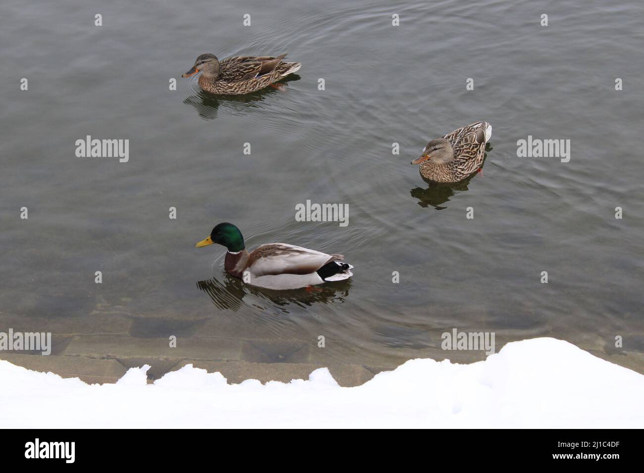 Duckseason hi-res stock photography and images - Alamy
