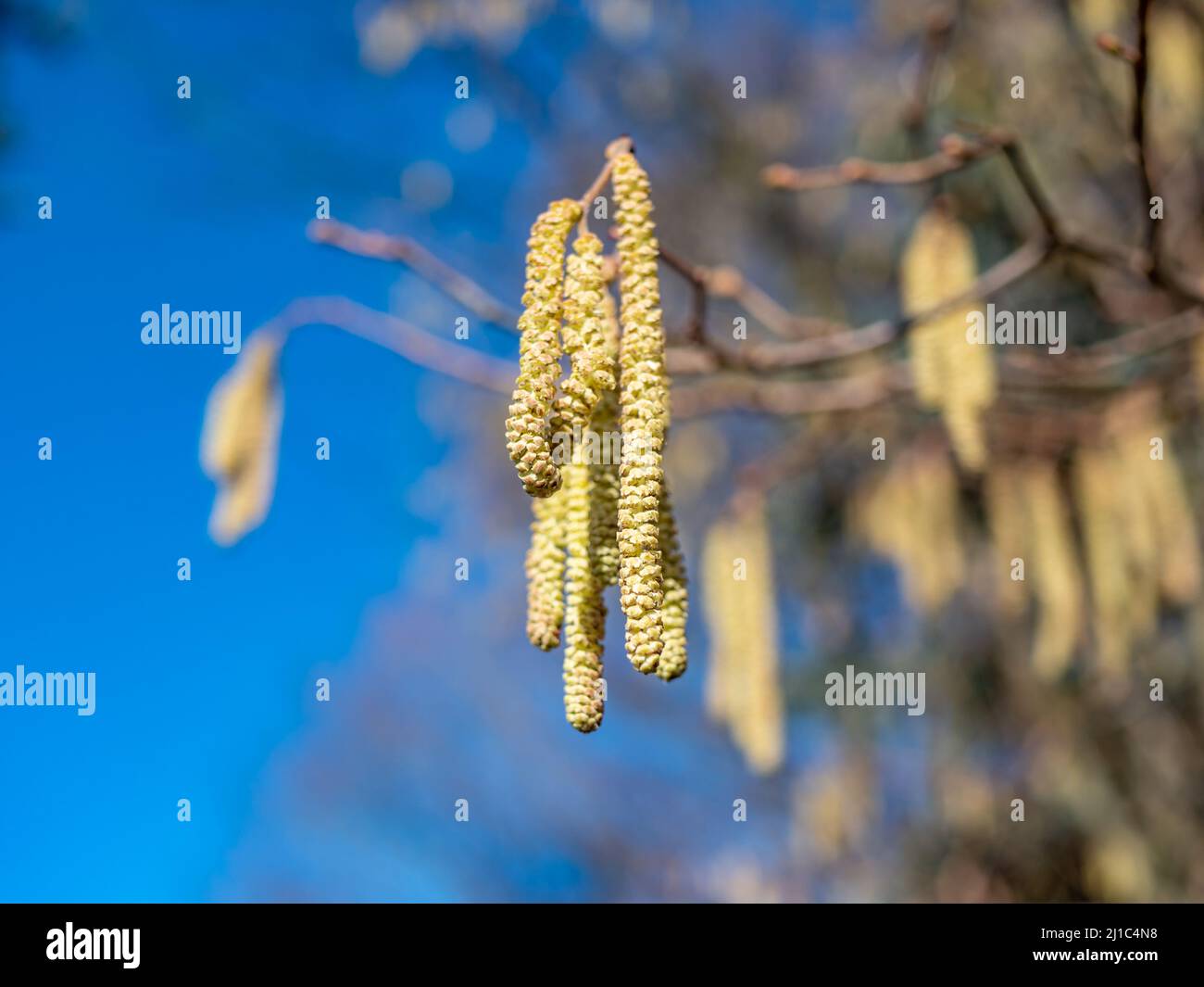 Hazelnut blossom allergy due to pollen Stock Photo - Alamy