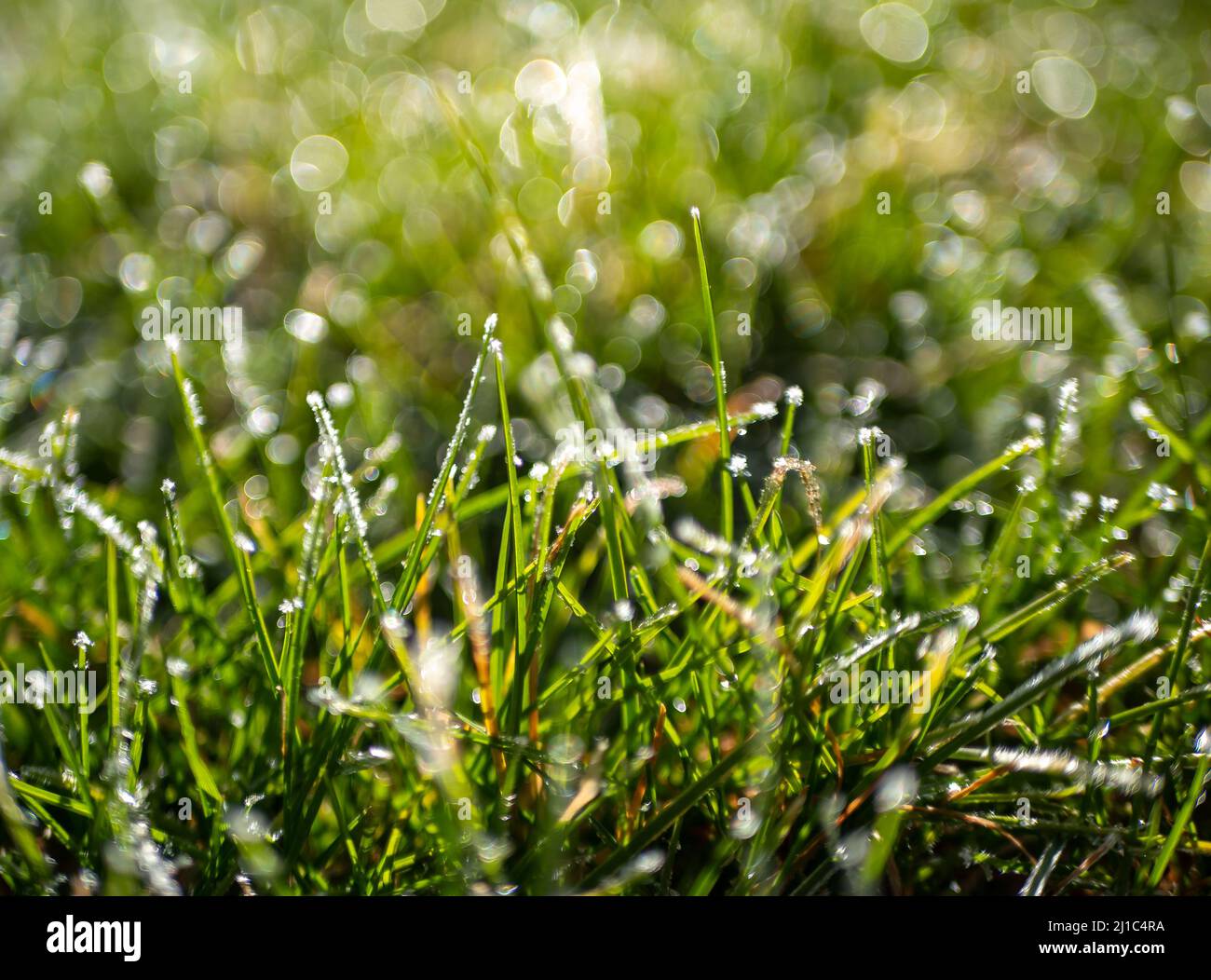 Frost in spring hi-res stock photography and images - Alamy