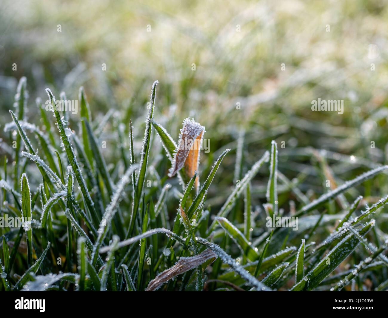 Grass with frost in spring Stock Photo - Alamy