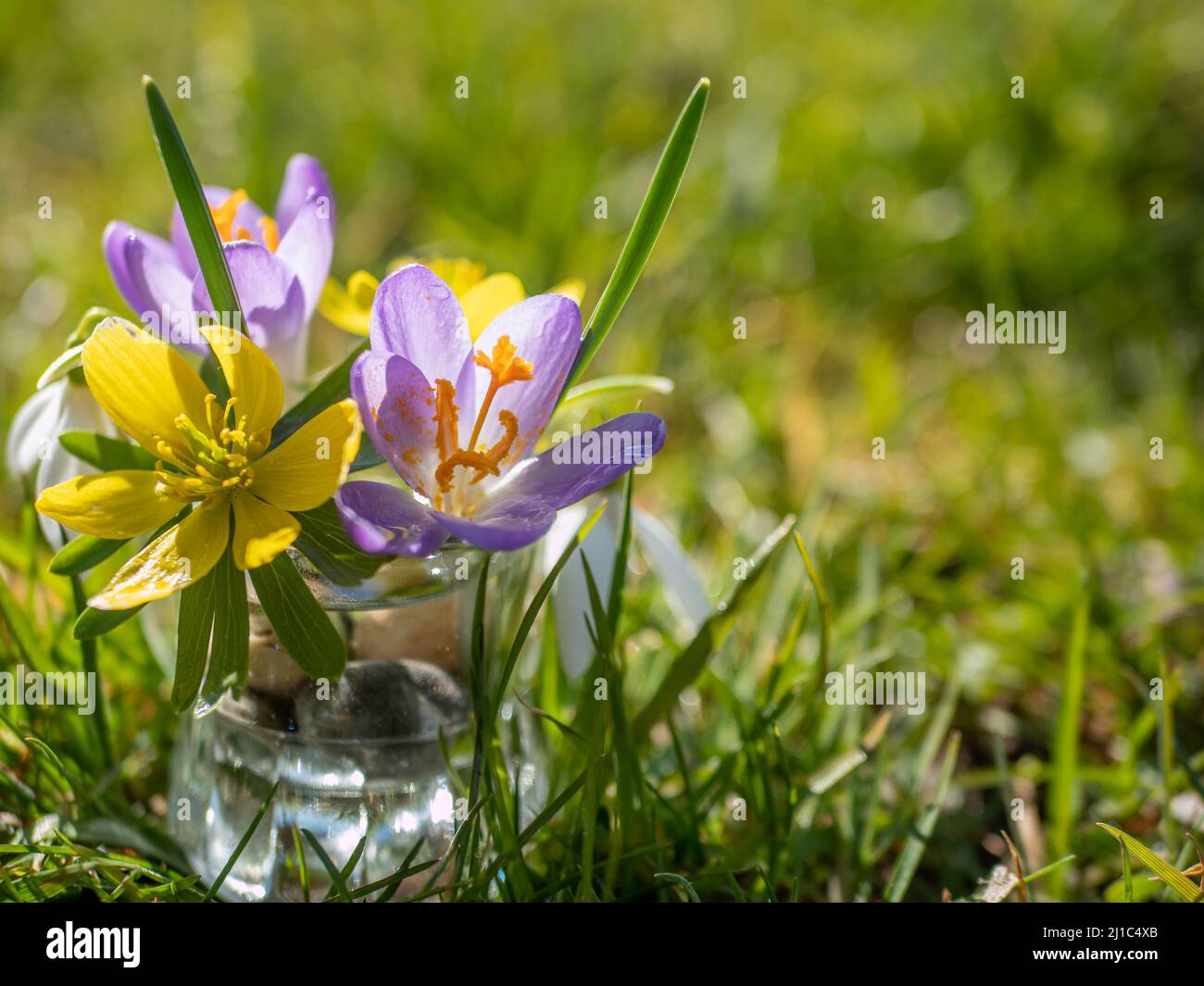 Spring still life background in a meadow Stock Photo - Alamy