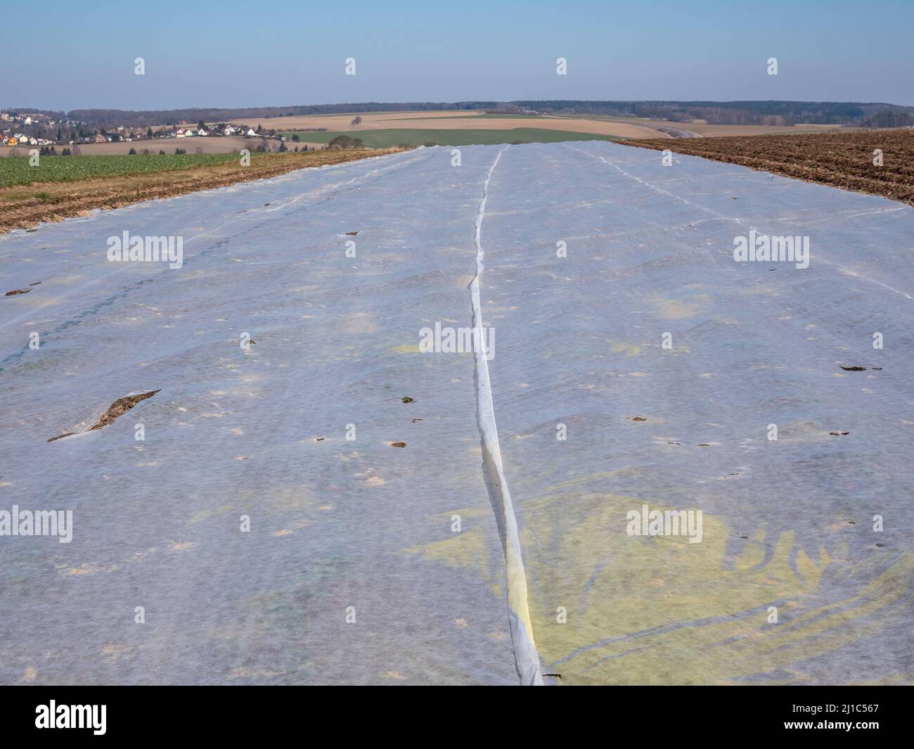 Field is covered with a foil in spring to protect the plants Stock ...