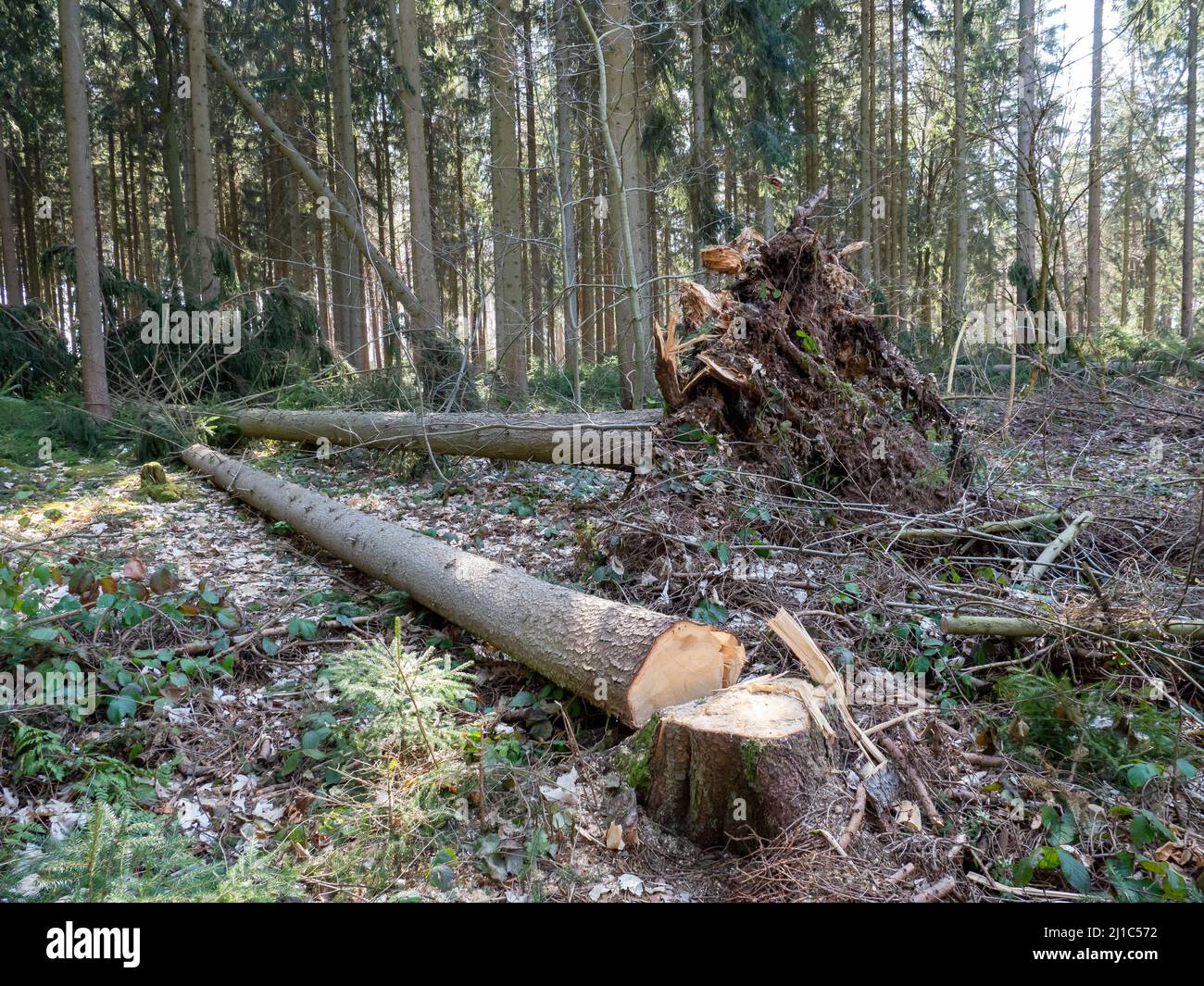 Tree in the forest fell after a storm Stock Photo - Alamy