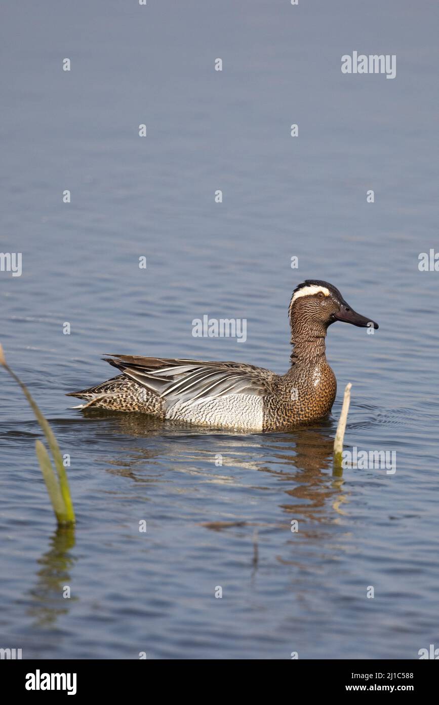 Garganey (Anas querquedula) drake calling Cley Marsh NWT Norfolk GB UK ...