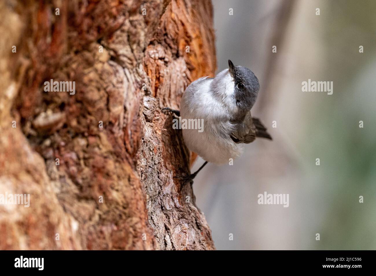 Lesser whitethroat (Curruca curruca), Jordan Stock Photo - Alamy
