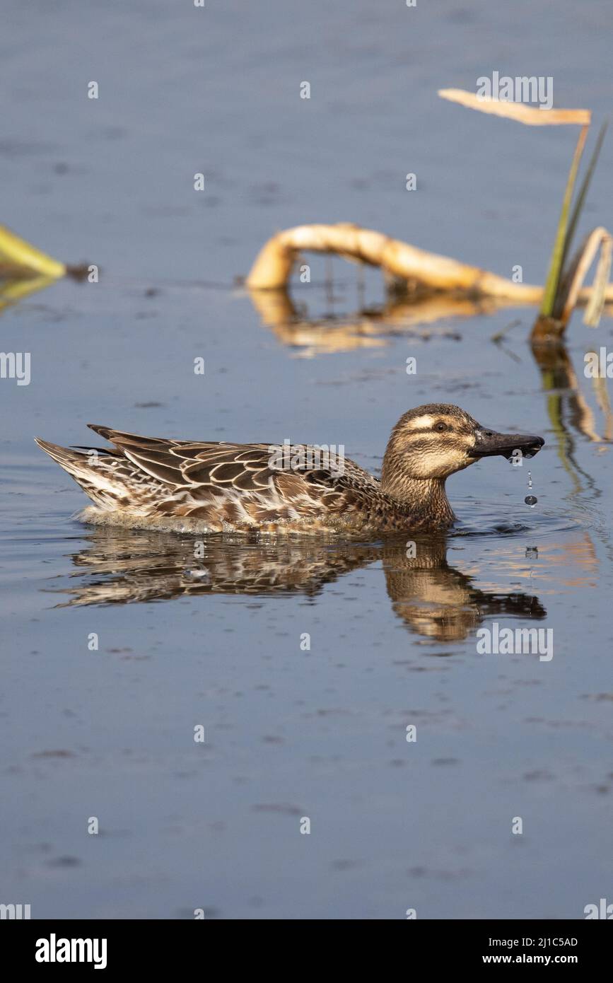 Garganey female duck hi-res stock photography and images - Alamy