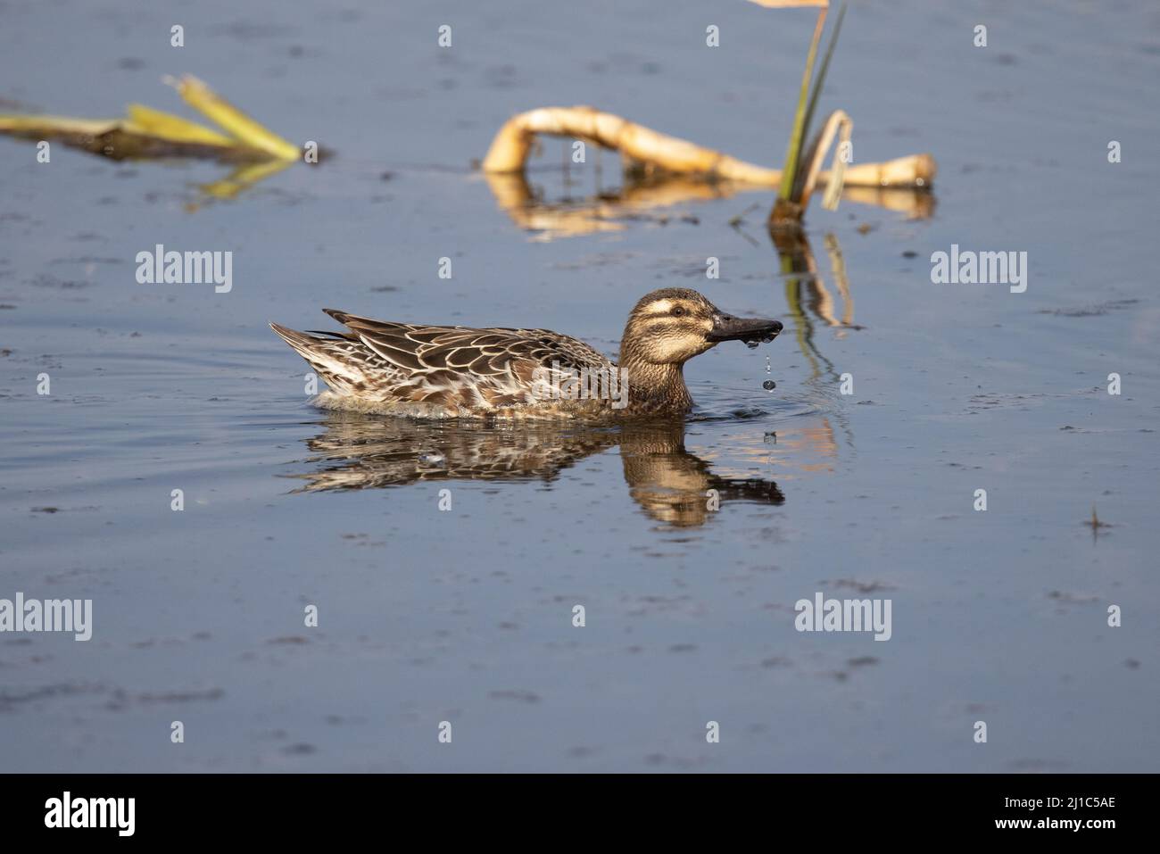 Garganey female duck hi-res stock photography and images - Alamy