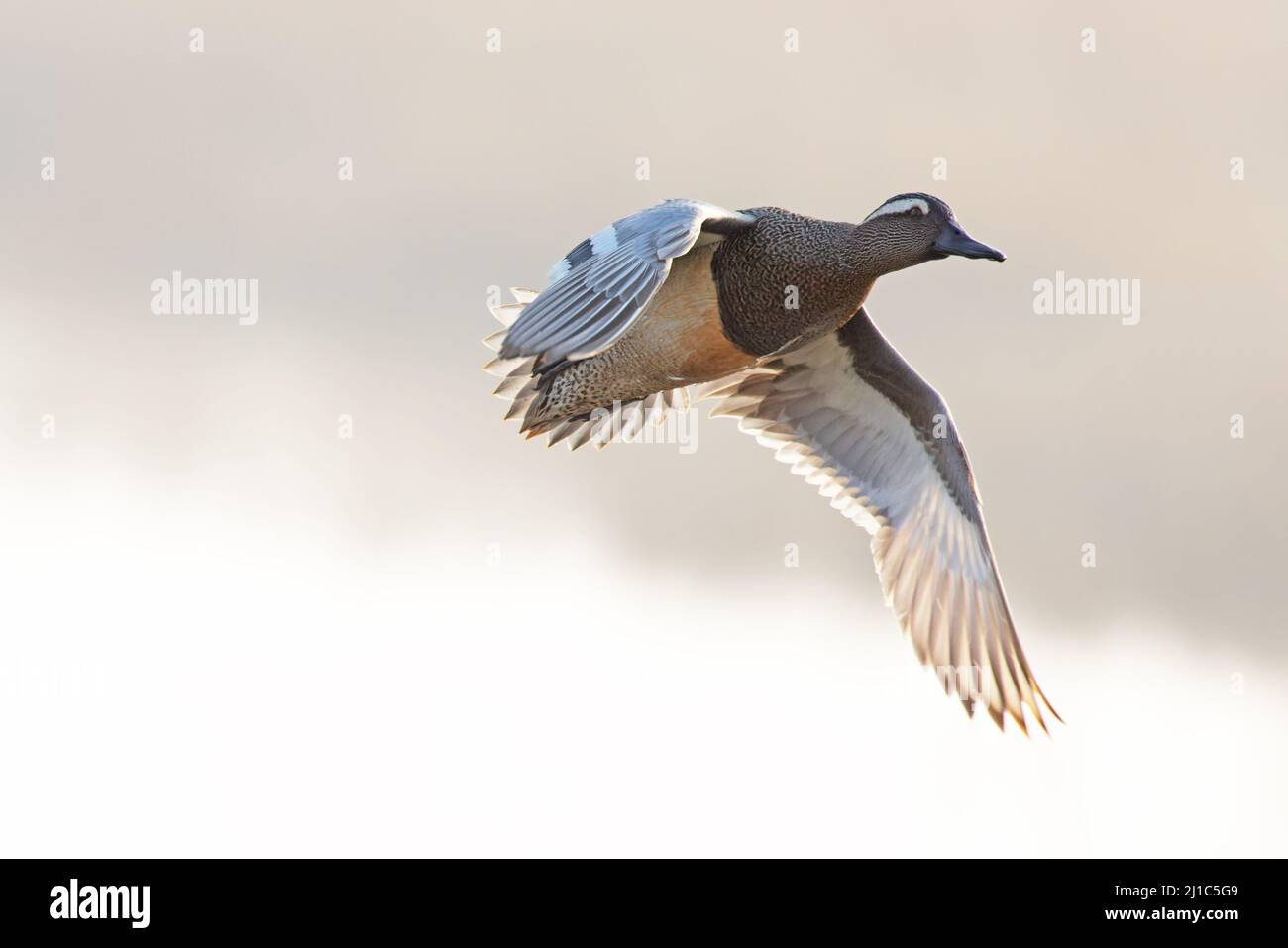 Garganey duck flying hi-res stock photography and images - Alamy