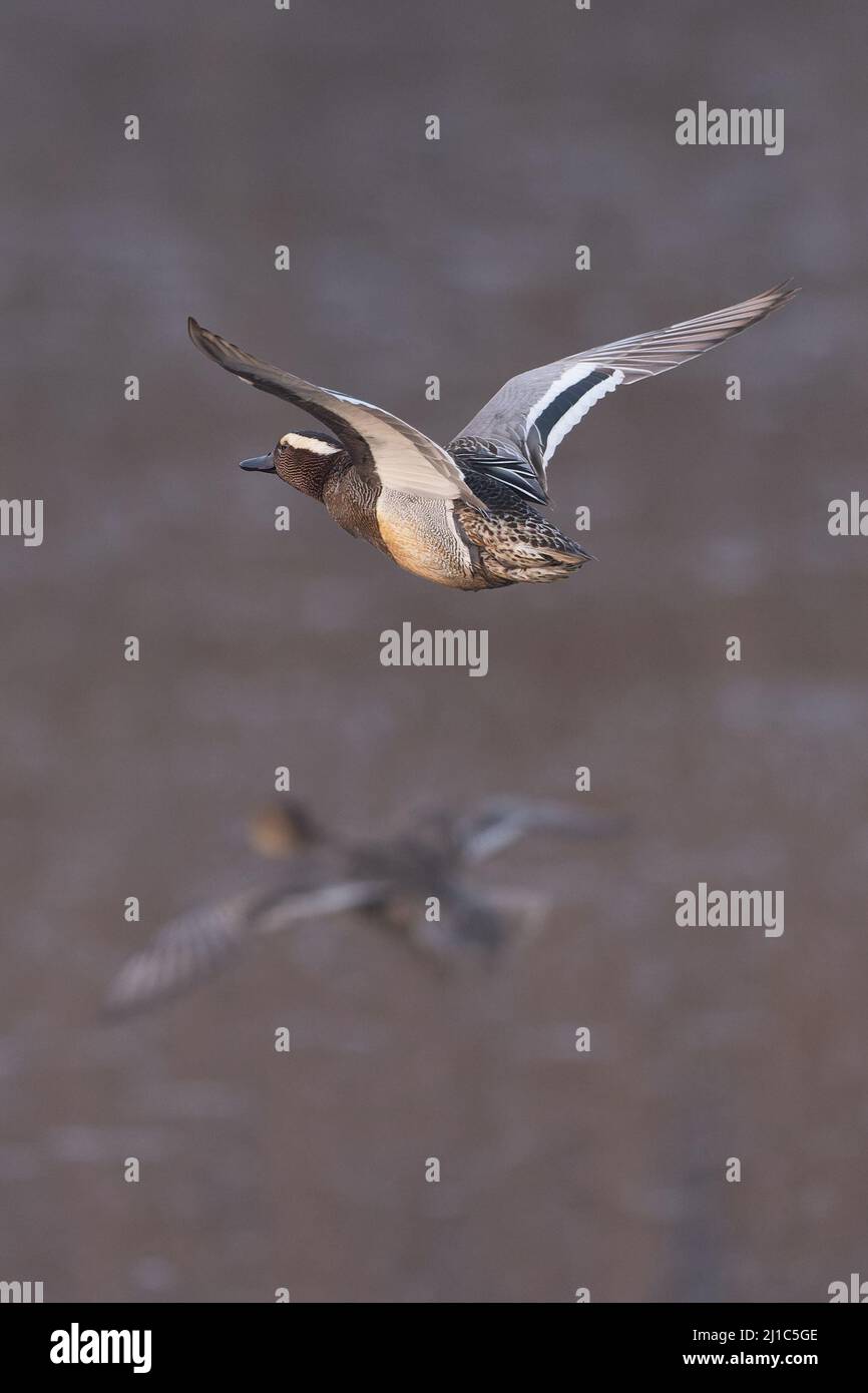 Garganey (Anas querquedula) in flight back view coming into land Cley ...