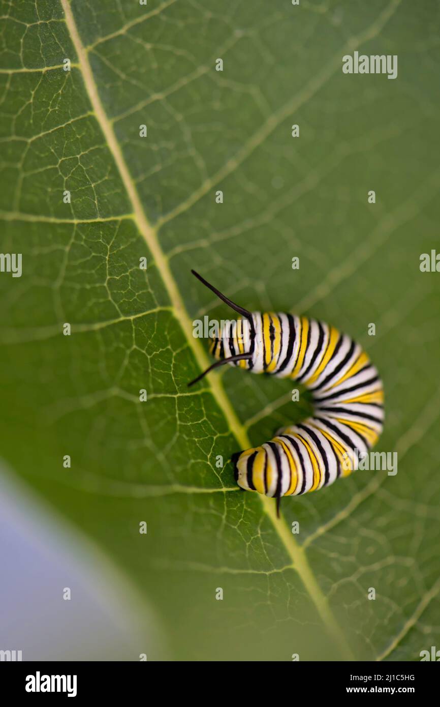 Monarch butterfly worm hi-res stock photography and images - Alamy