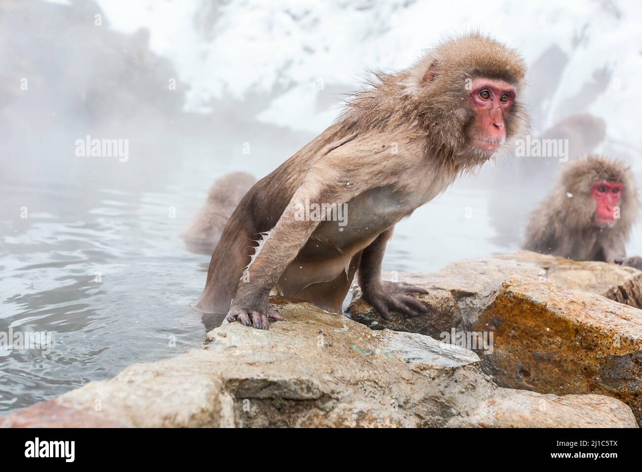 Snow monkeys sitting in a hot spring, Japan Stock Photo - Alamy