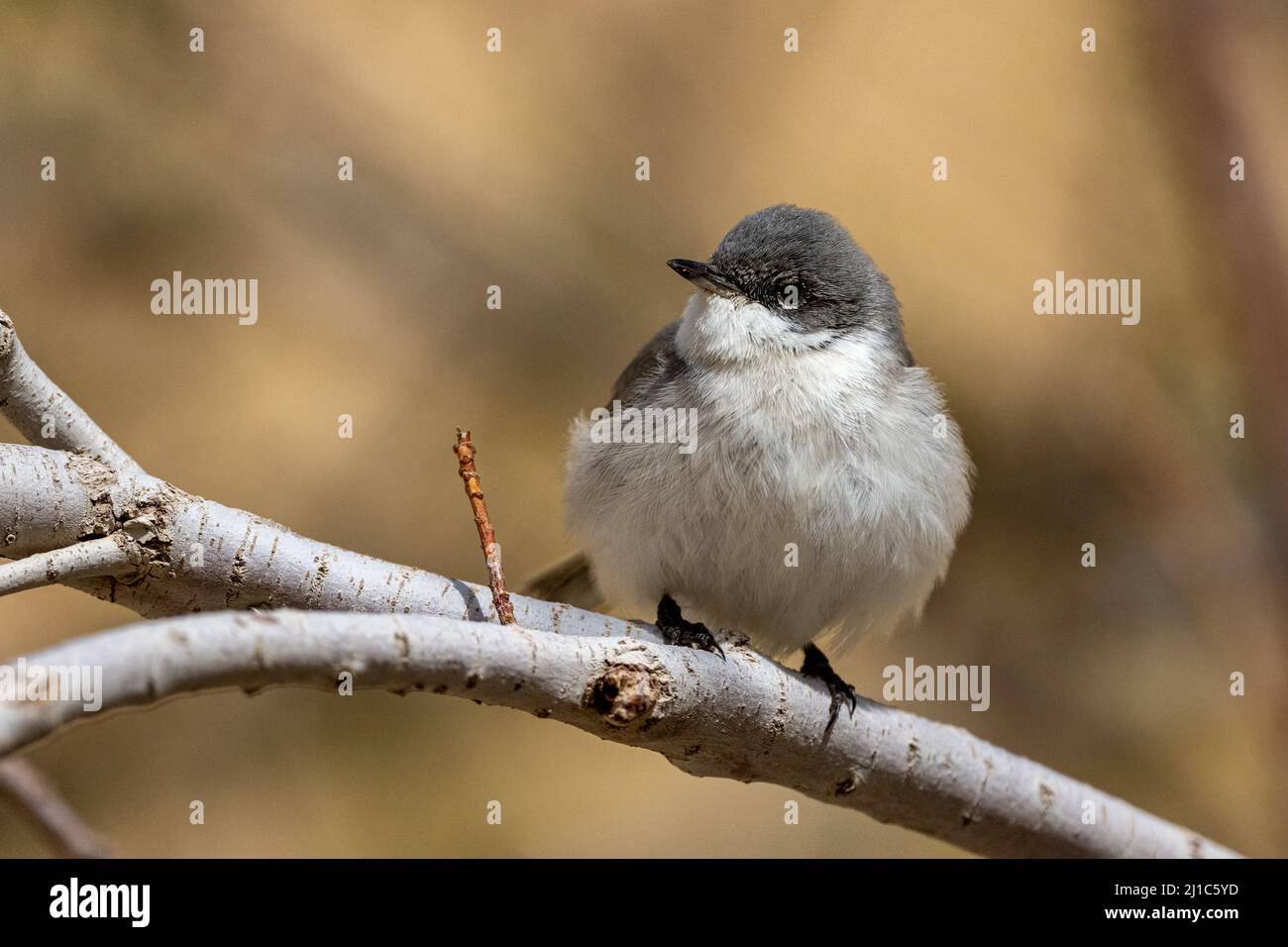 Lesser whitethroat (Curruca curruca), Jordan Stock Photo - Alamy