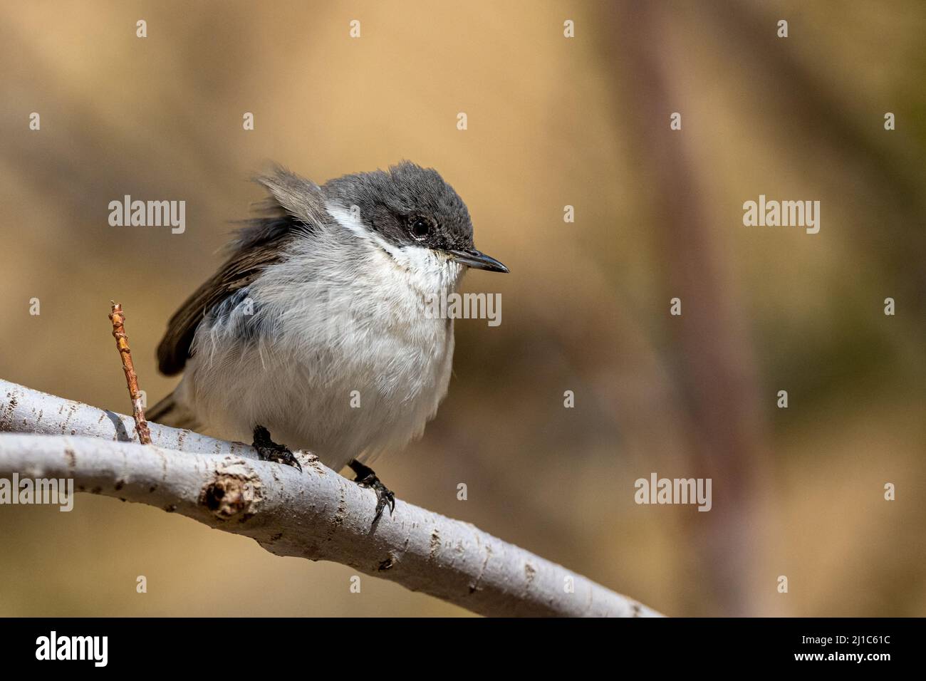 Lesser whitethroat (Curruca curruca), Jordan Stock Photo - Alamy