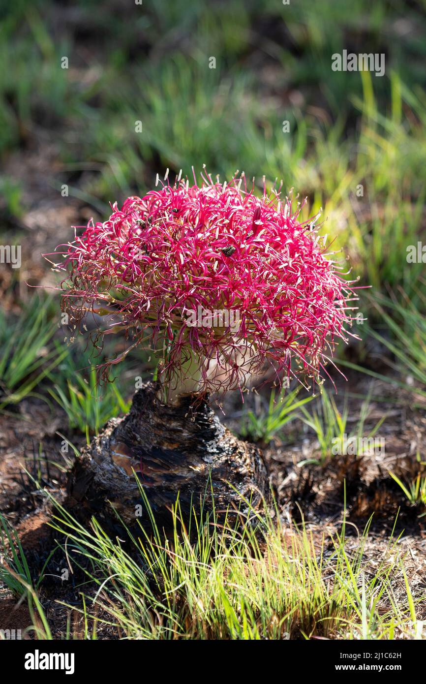 Century plant boophone disticha hi-res stock photography and images - Alamy