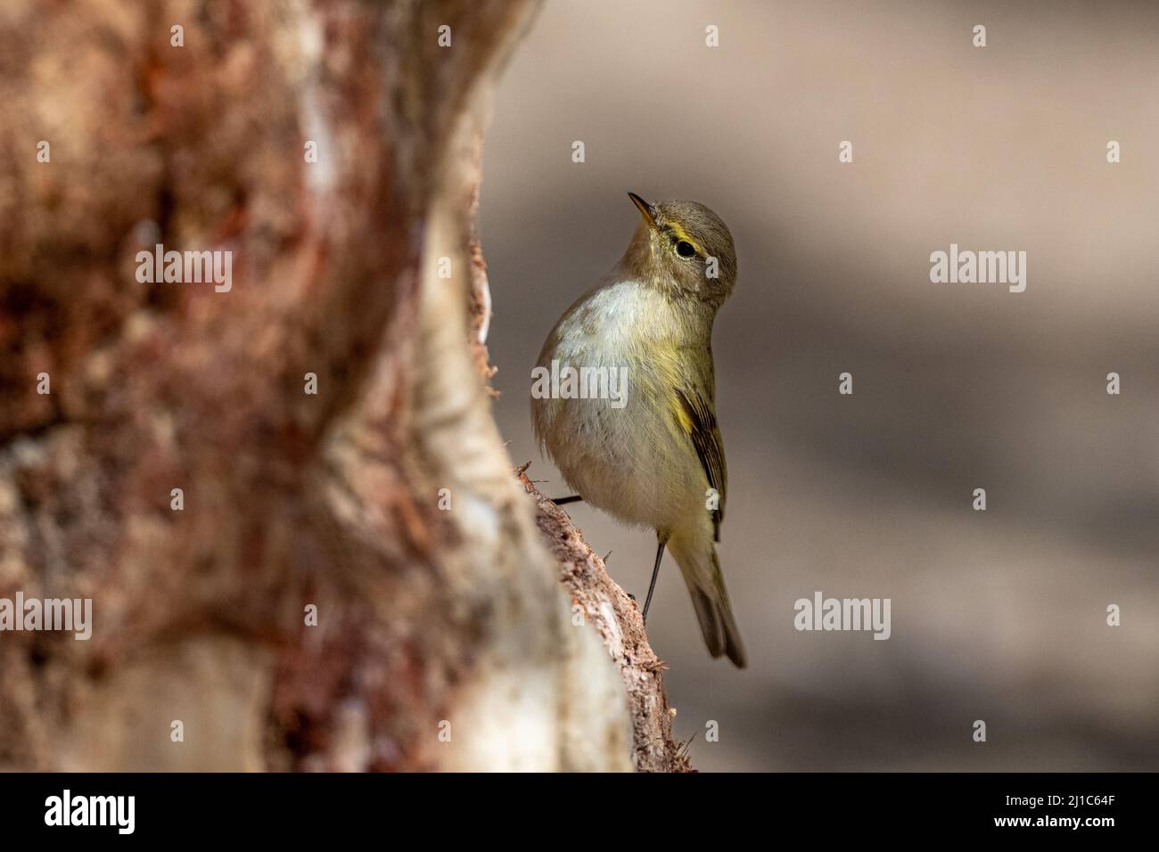 Common chiffchaff (Phylloscopus collybita), Jordan Stock Photo - Alamy