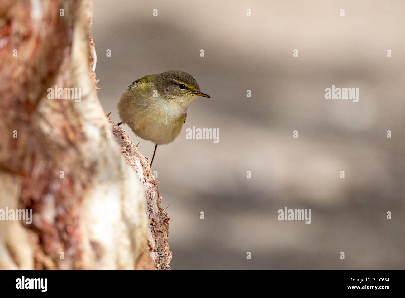 Chiffchaff photography hi-res stock photography and images - Alamy