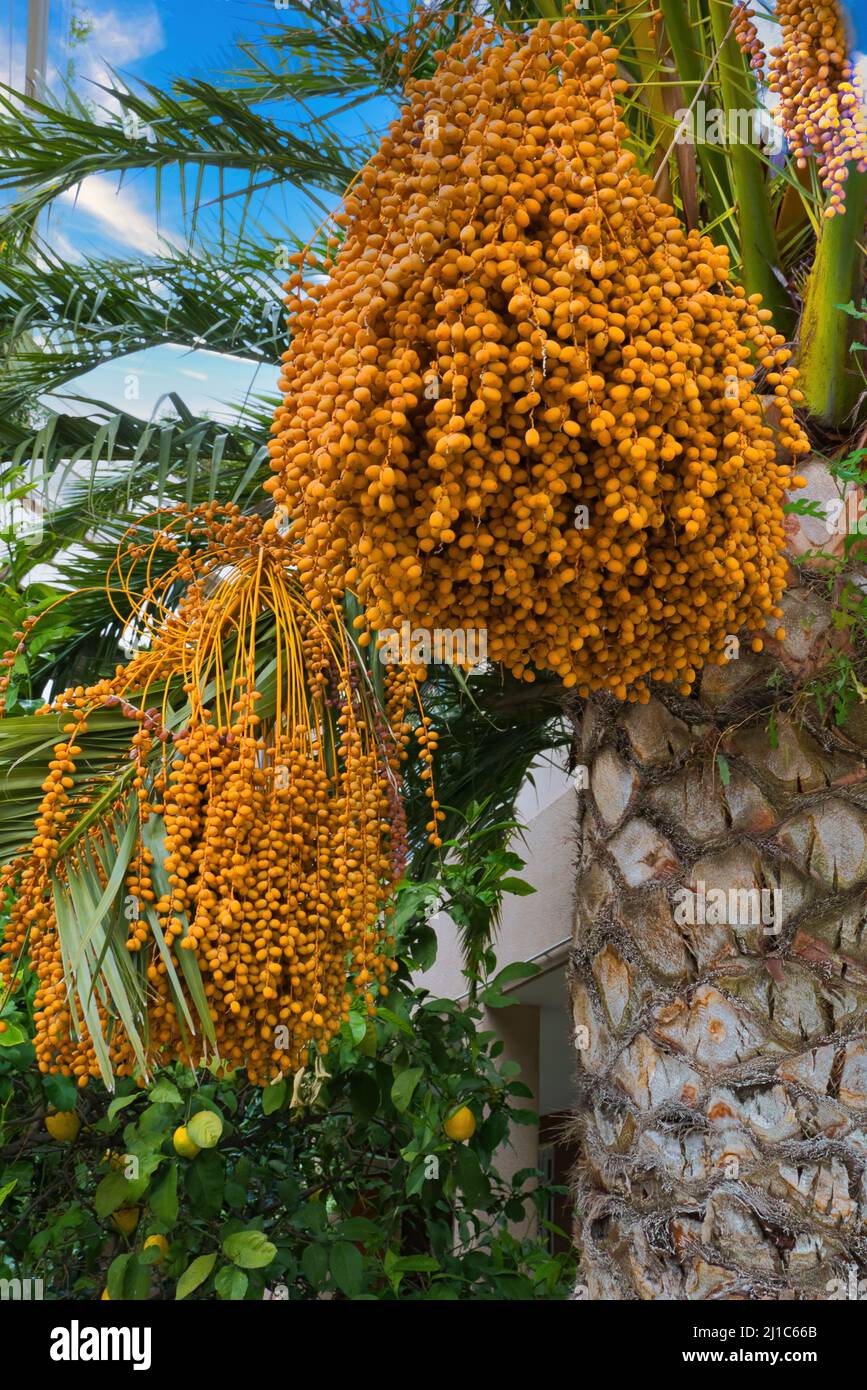 A vertical shot of hanging Date palm (Phoenix dactylifera) branches in ...